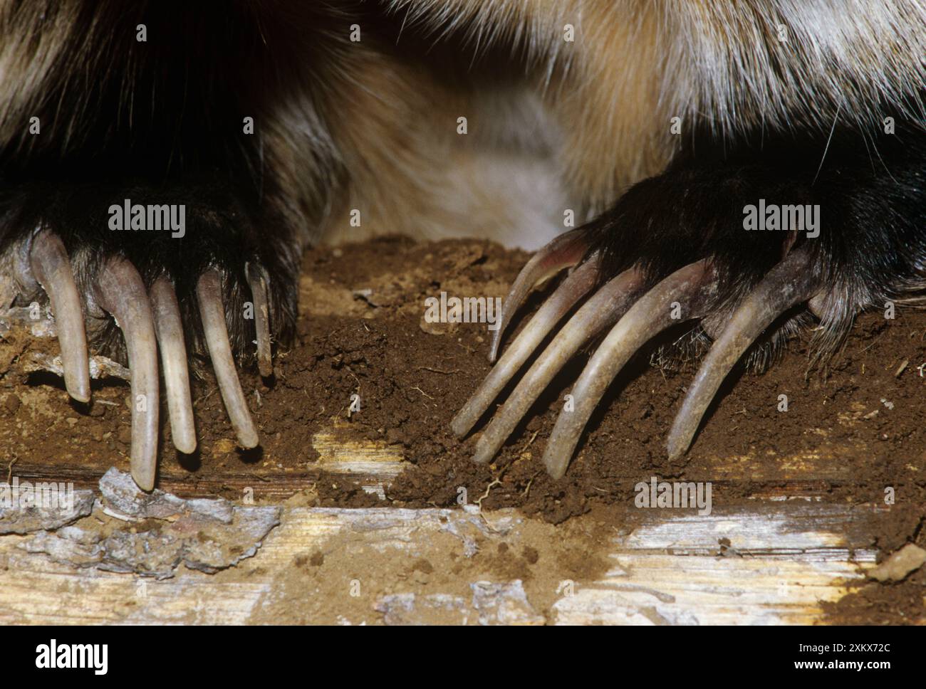 Badger close up hi-res stock photography and images - Alamy