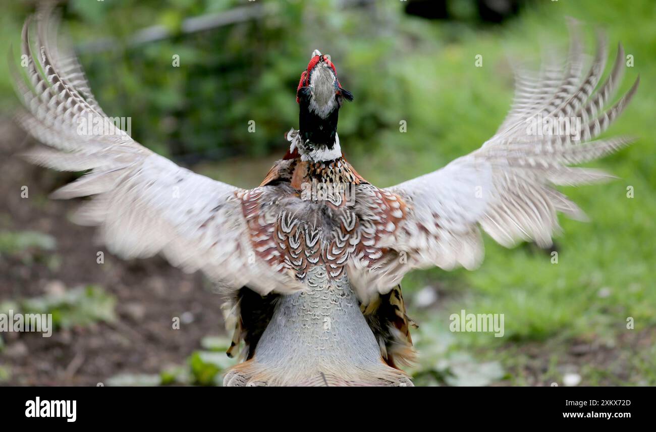Pheasant display hi-res stock photography and images - Alamy