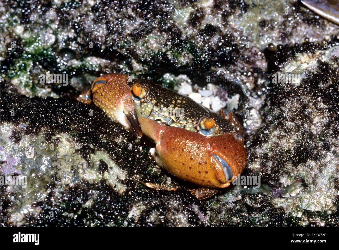 Rough red eyed crab hi-res stock photography and images - Alamy