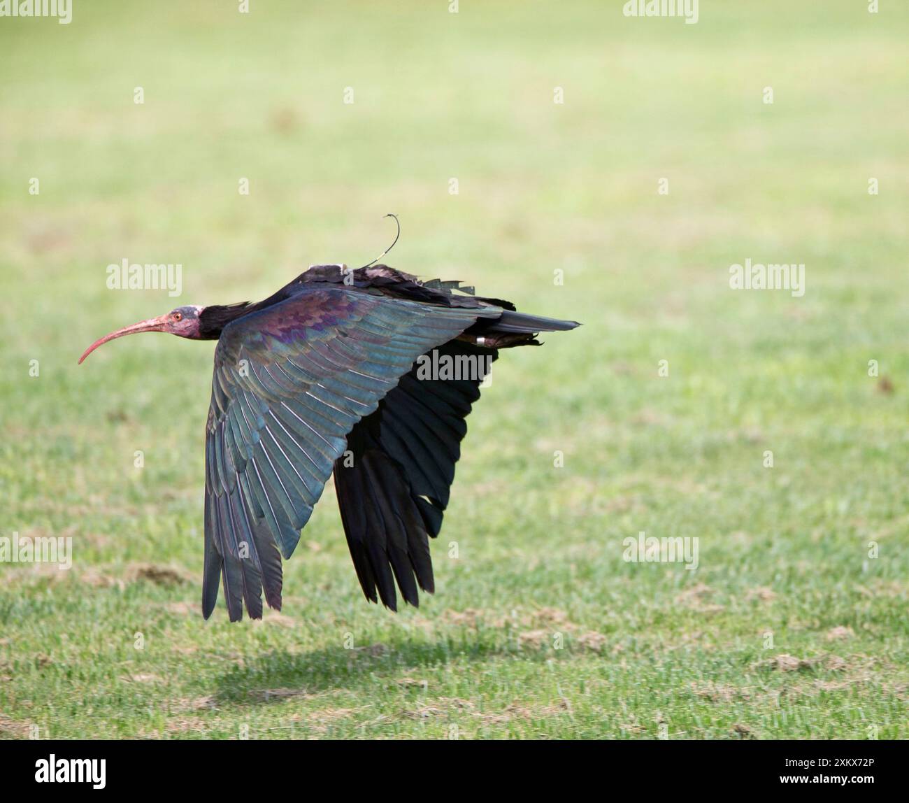 Bald ibis flying hi-res stock photography and images - Alamy