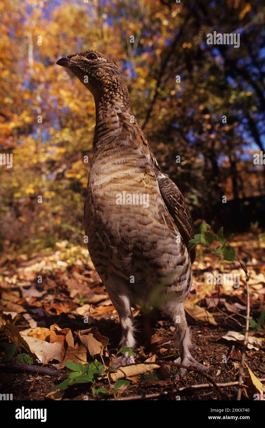 One ruffed grouse hi-res stock photography and images - Alamy