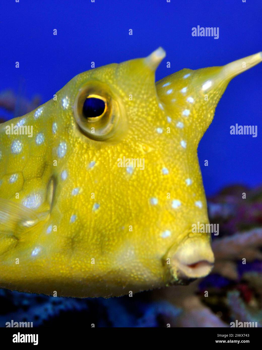 Longhorn Cowfish / Trunk Fish Stock Photo - Alamy