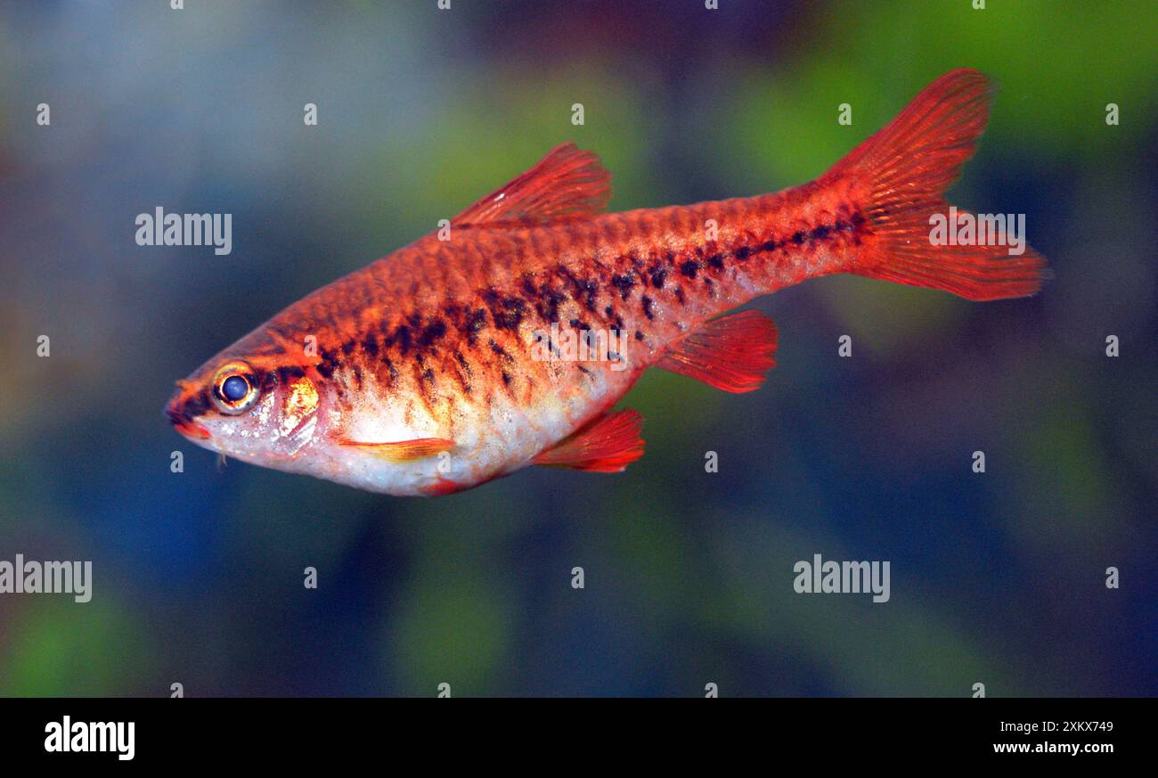 Fishes barb barbs hi-res stock photography and images - Alamy