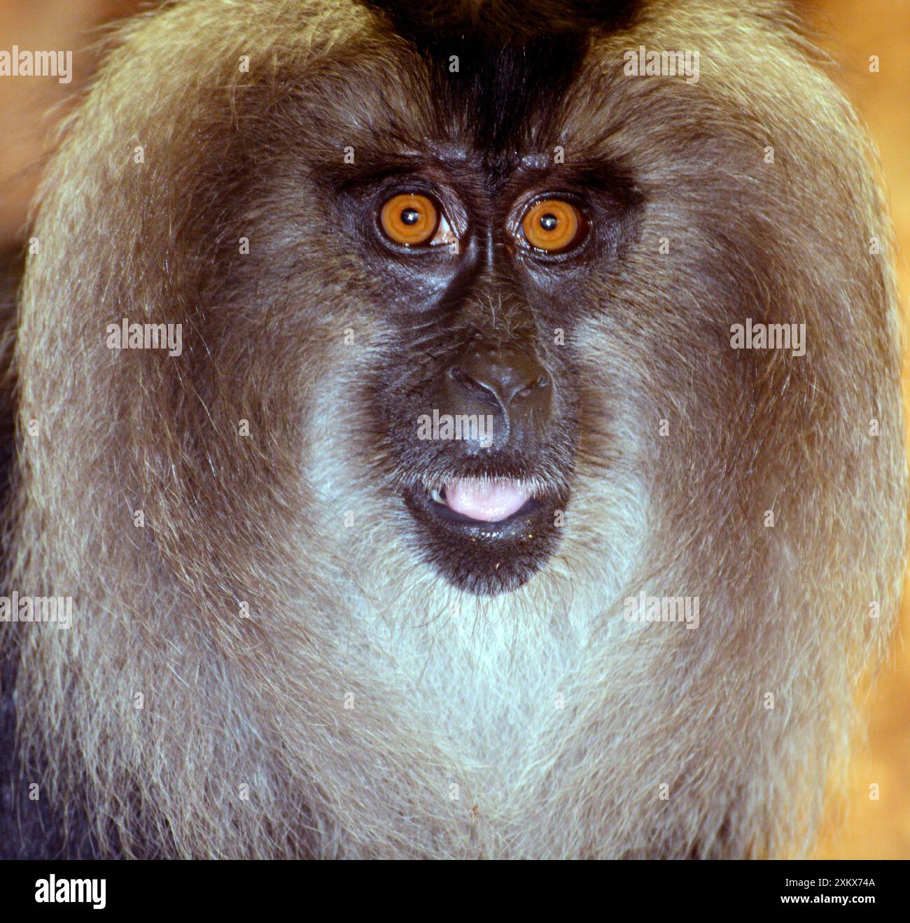 Lion Tailed Macacque / Wanderoo male Stock Photo - Alamy