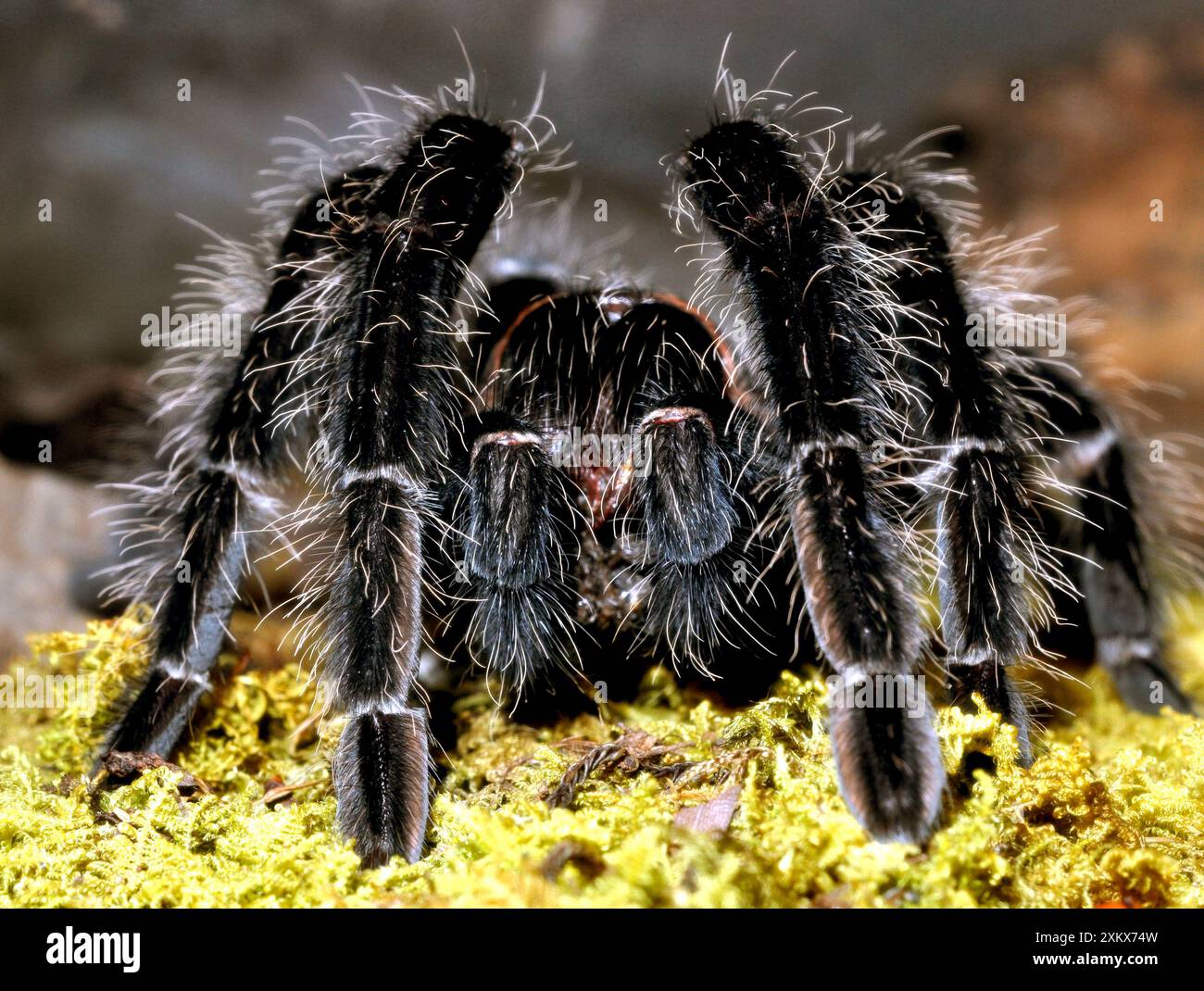 American tarantula spider hi-res stock photography and images - Alamy