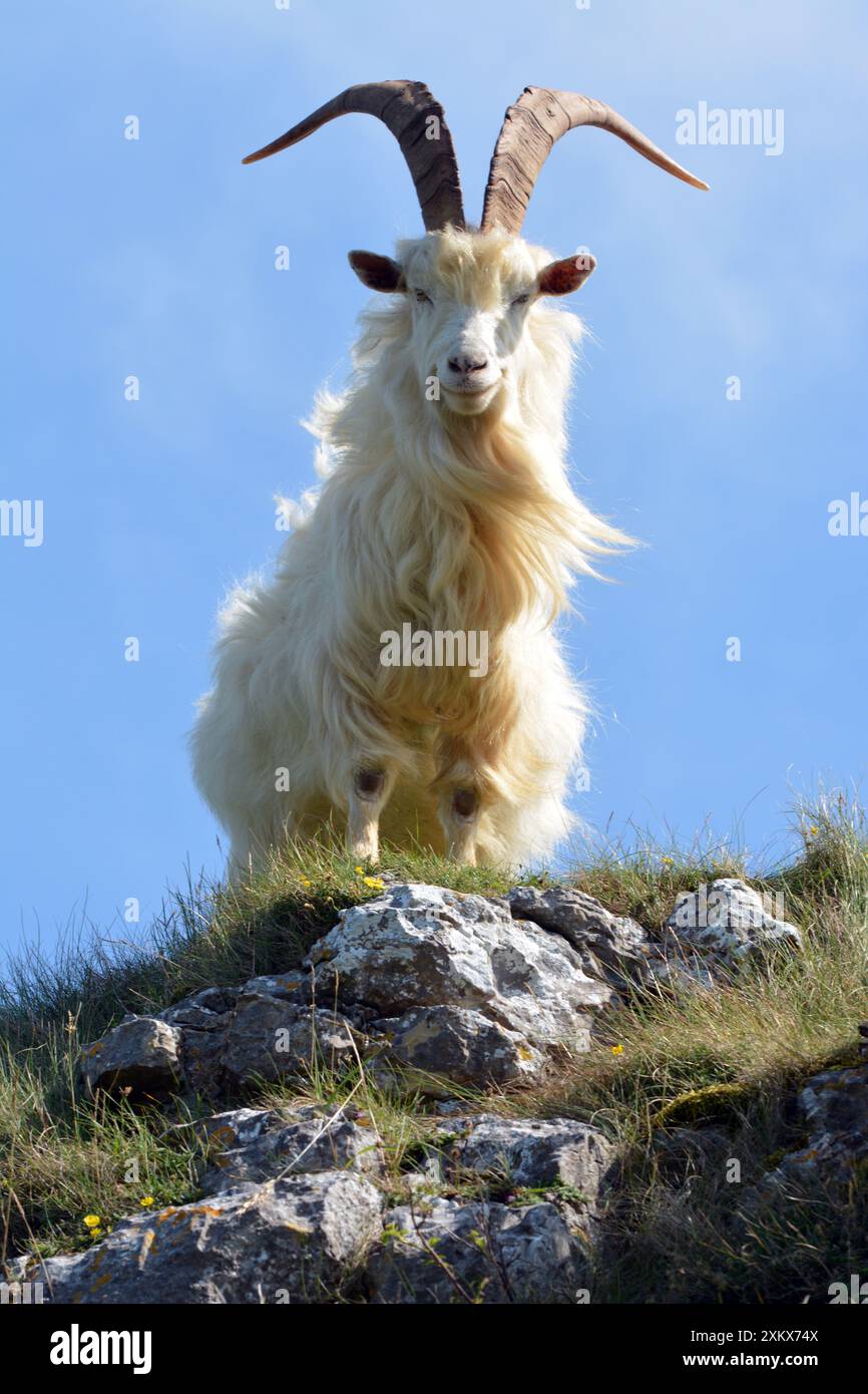 Wild (feral) Goat, adult male; Great Orme Head Stock Photo - Alamy