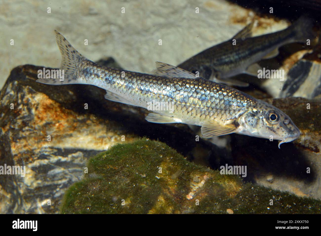 Gudgeon fish swimming hi-res stock photography and images - Alamy