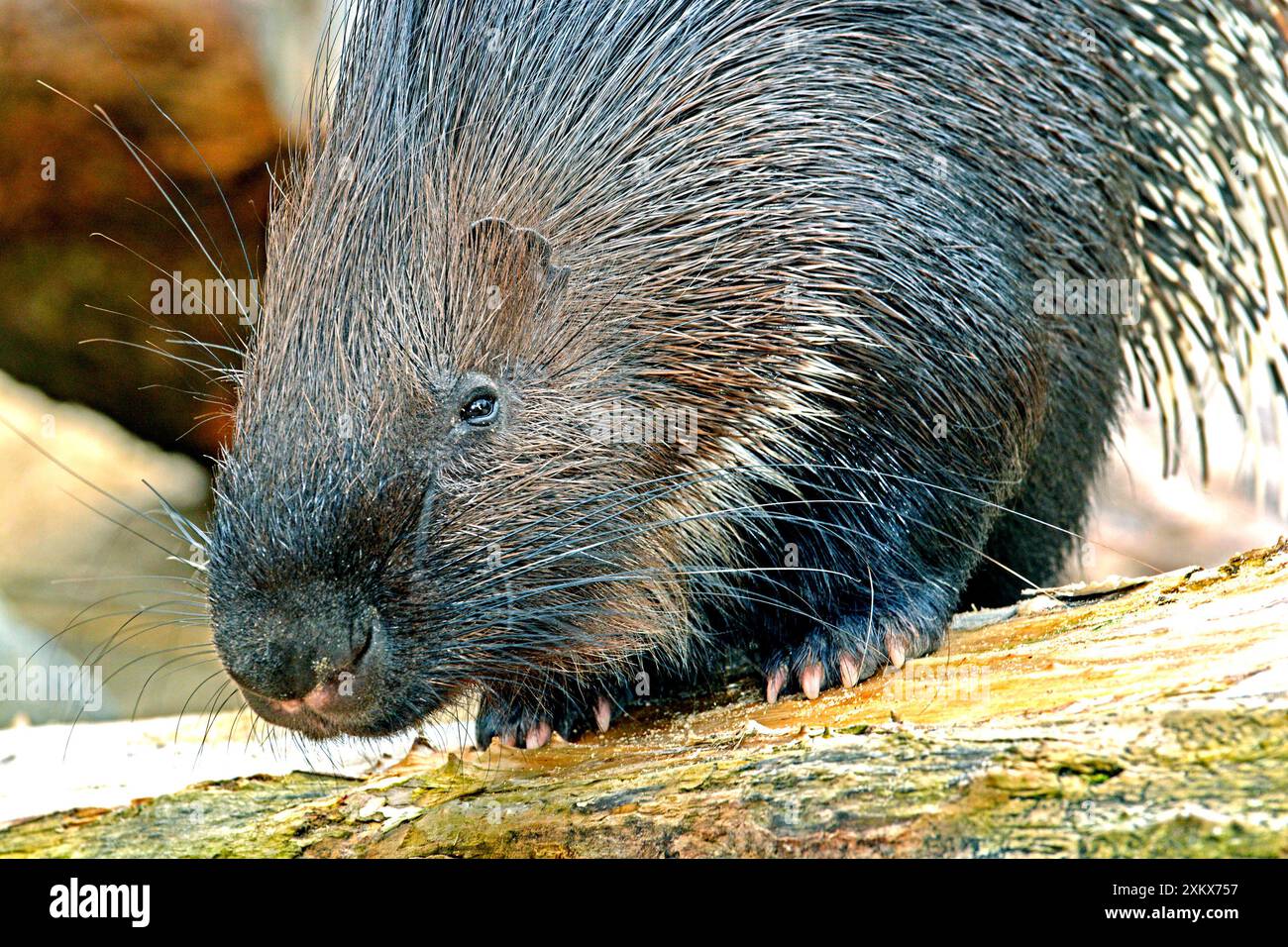 Porcupines africa hi-res stock photography and images - Alamy