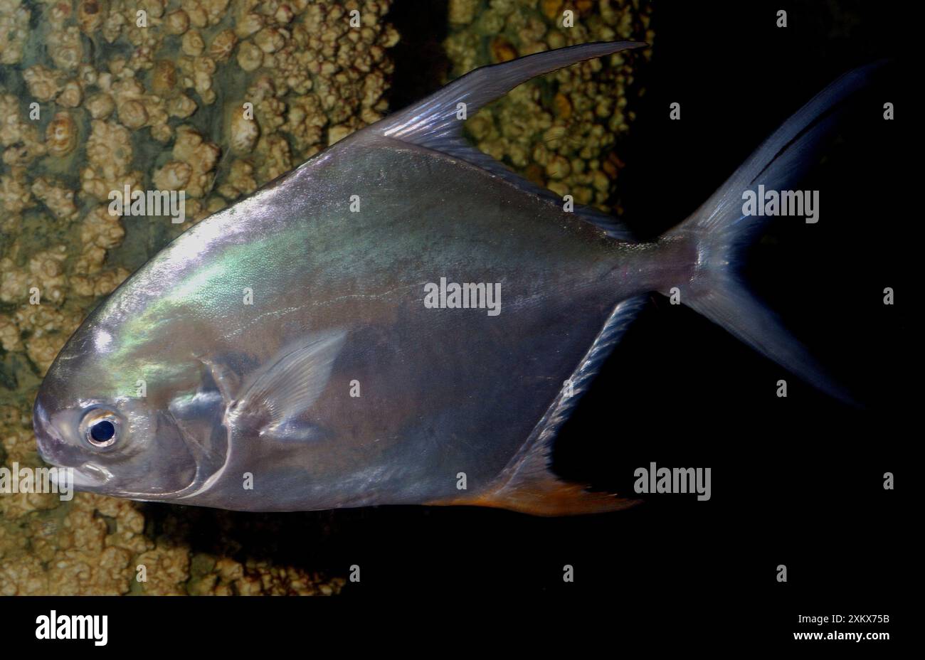 Permit was hi-res stock photography and images - Alamy