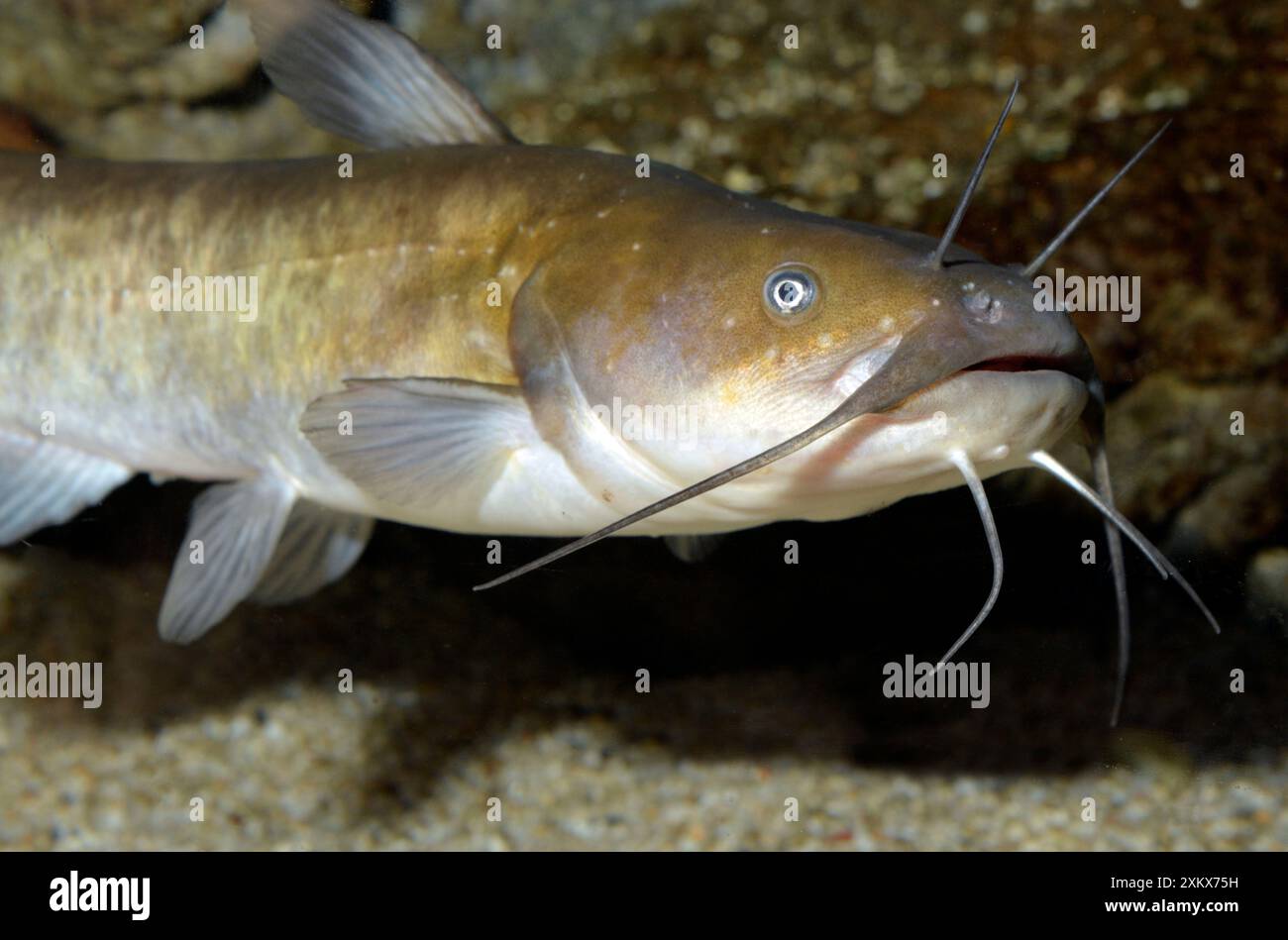 European wels catfish hi-res stock photography and images - Alamy