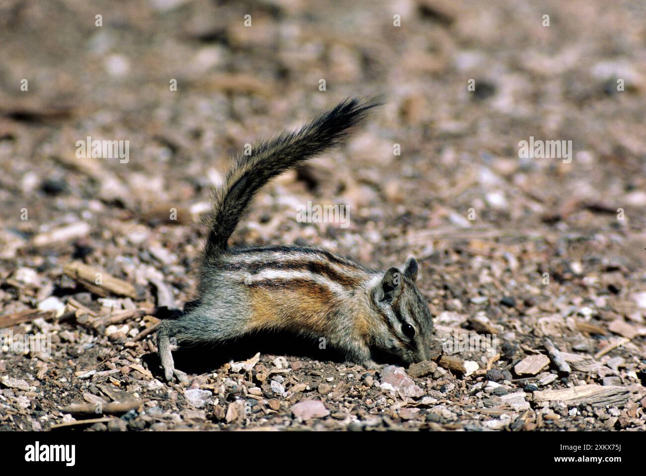 Least animal hi-res stock photography and images - Alamy