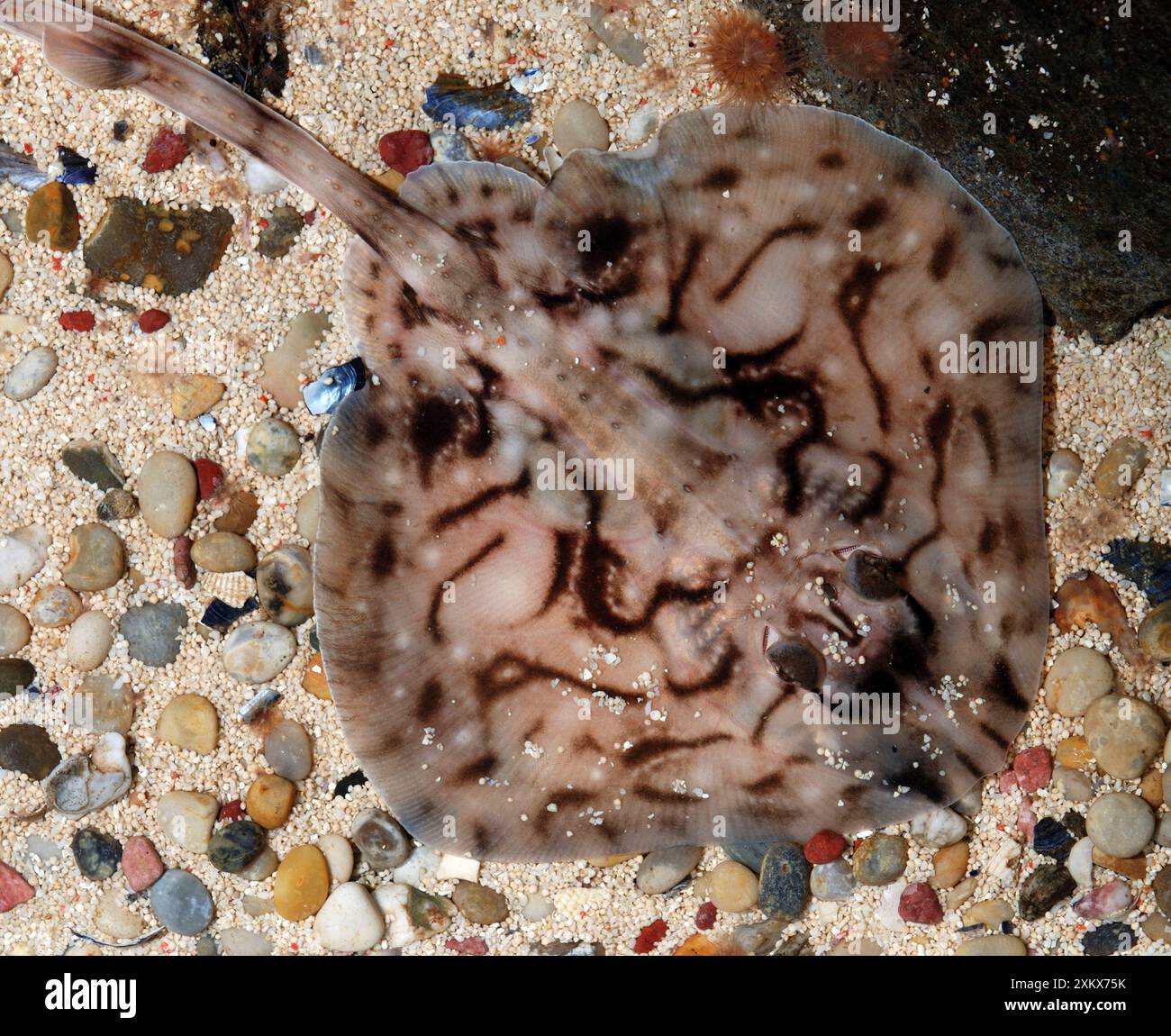 Raja undulata undulate ray hi-res stock photography and images - Alamy