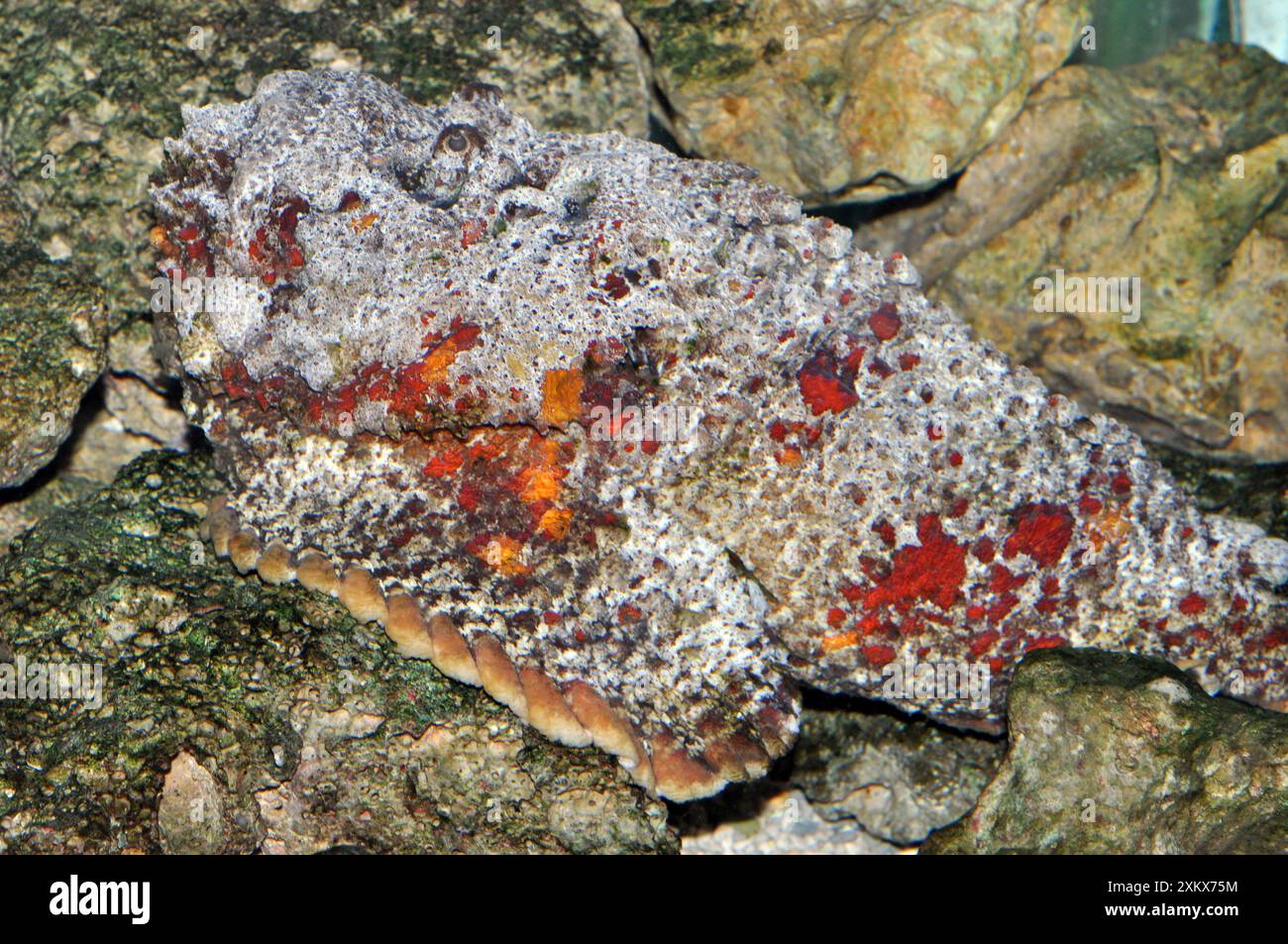 Sonefish hi-res stock photography and images - Alamy