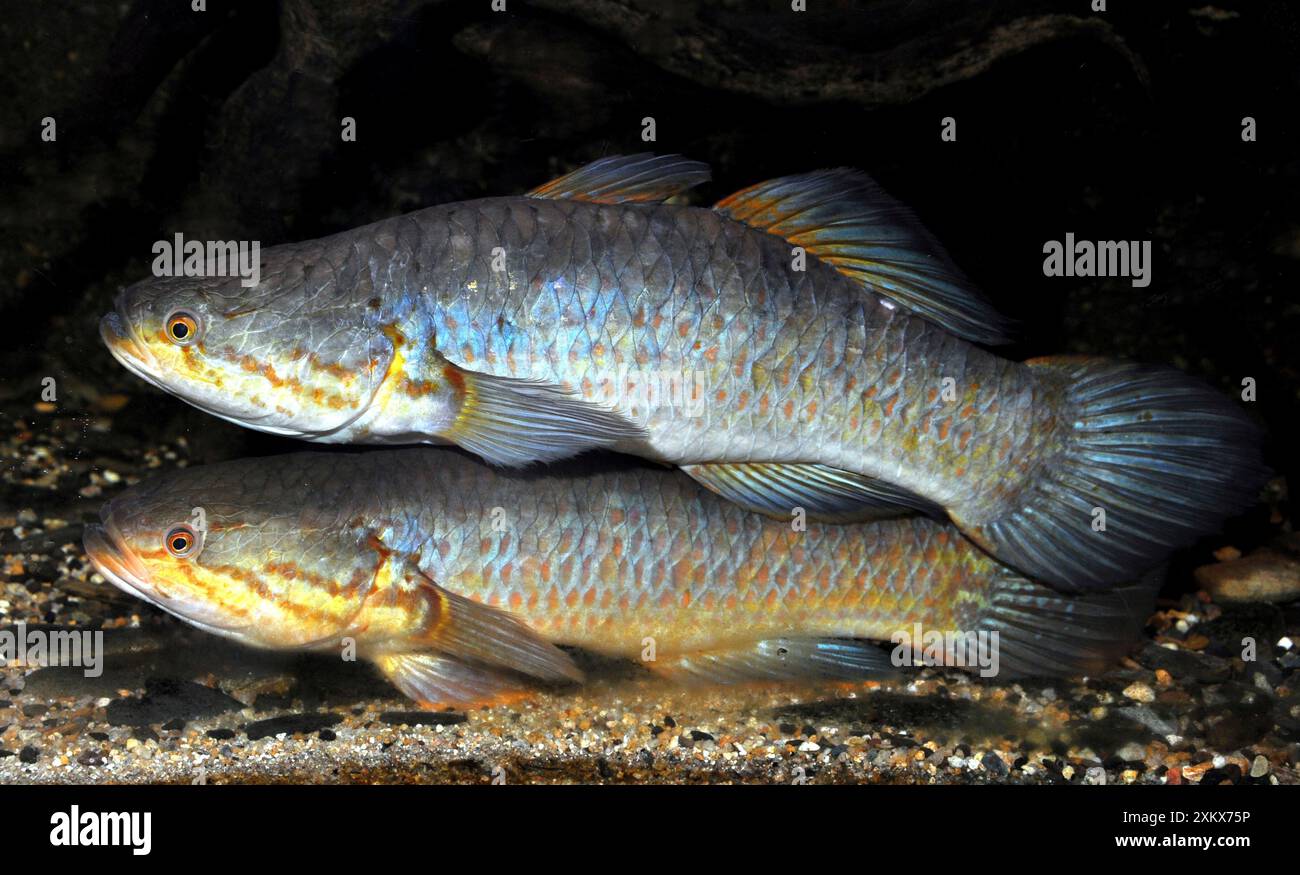 Gudgeon animal fish hi-res stock photography and images - Alamy