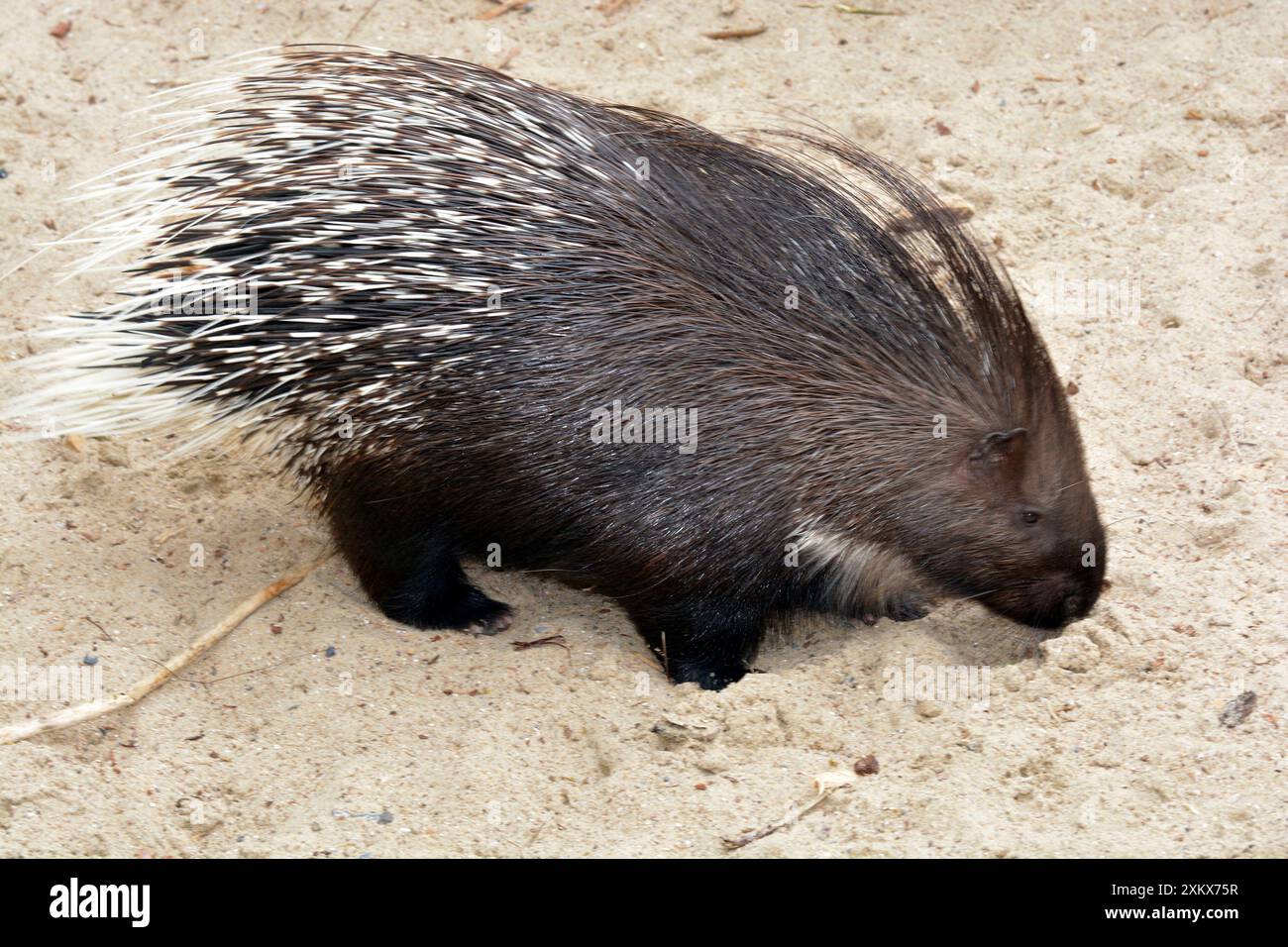 Porcupines african hi-res stock photography and images - Alamy