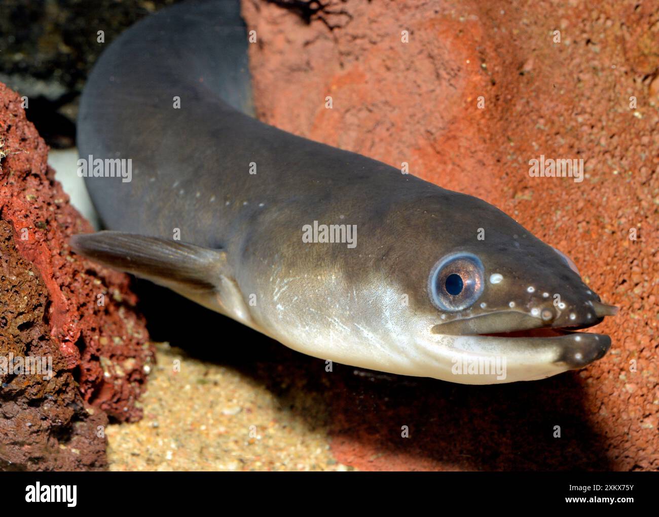 European eels underwater hi-res stock photography and images - Alamy