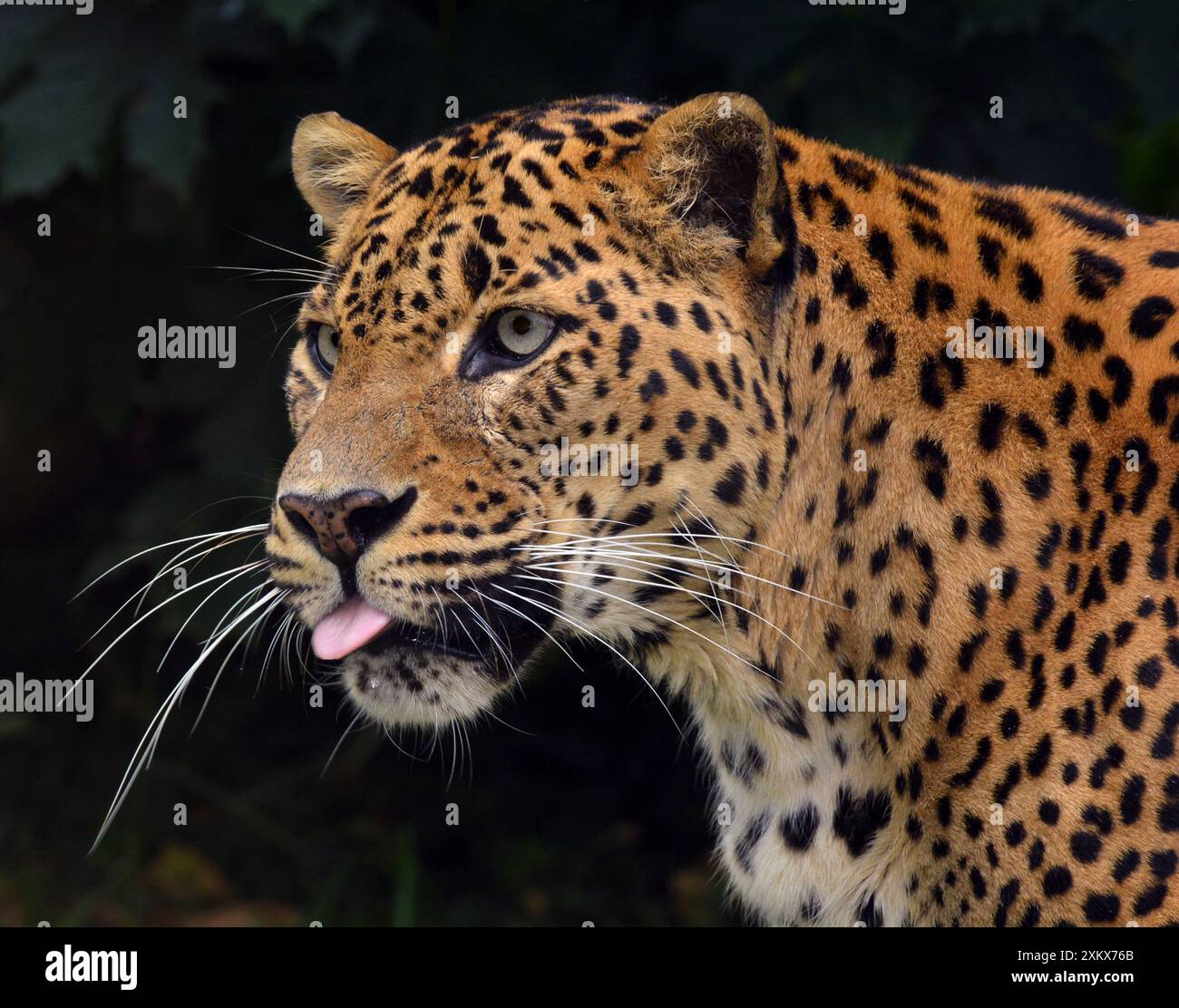 Leopard knight or dirty hi-res stock photography and images - Alamy