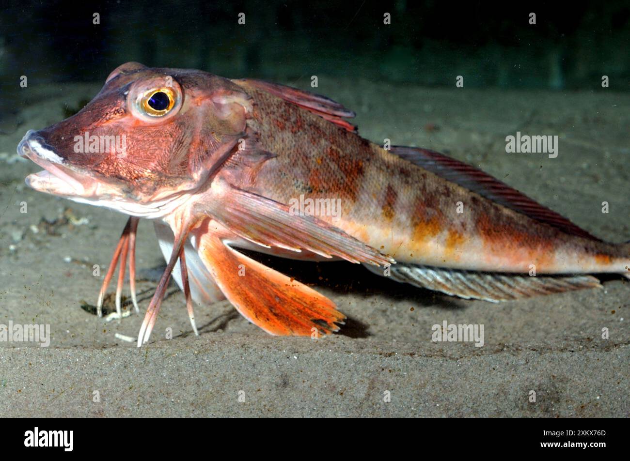 Gurnard fish animals hi-res stock photography and images - Alamy