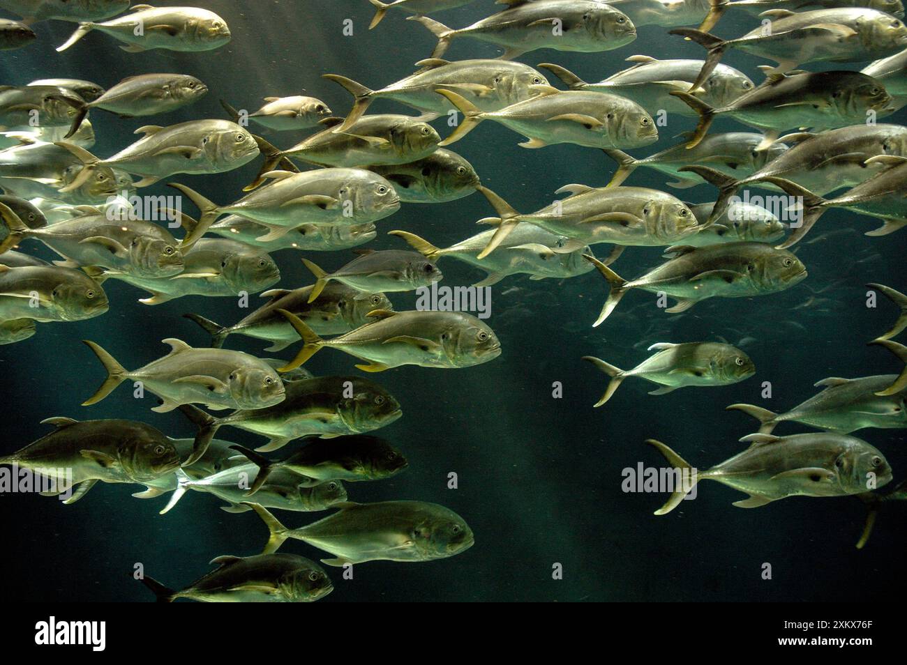 Jack black hi-res stock photography and images - Alamy