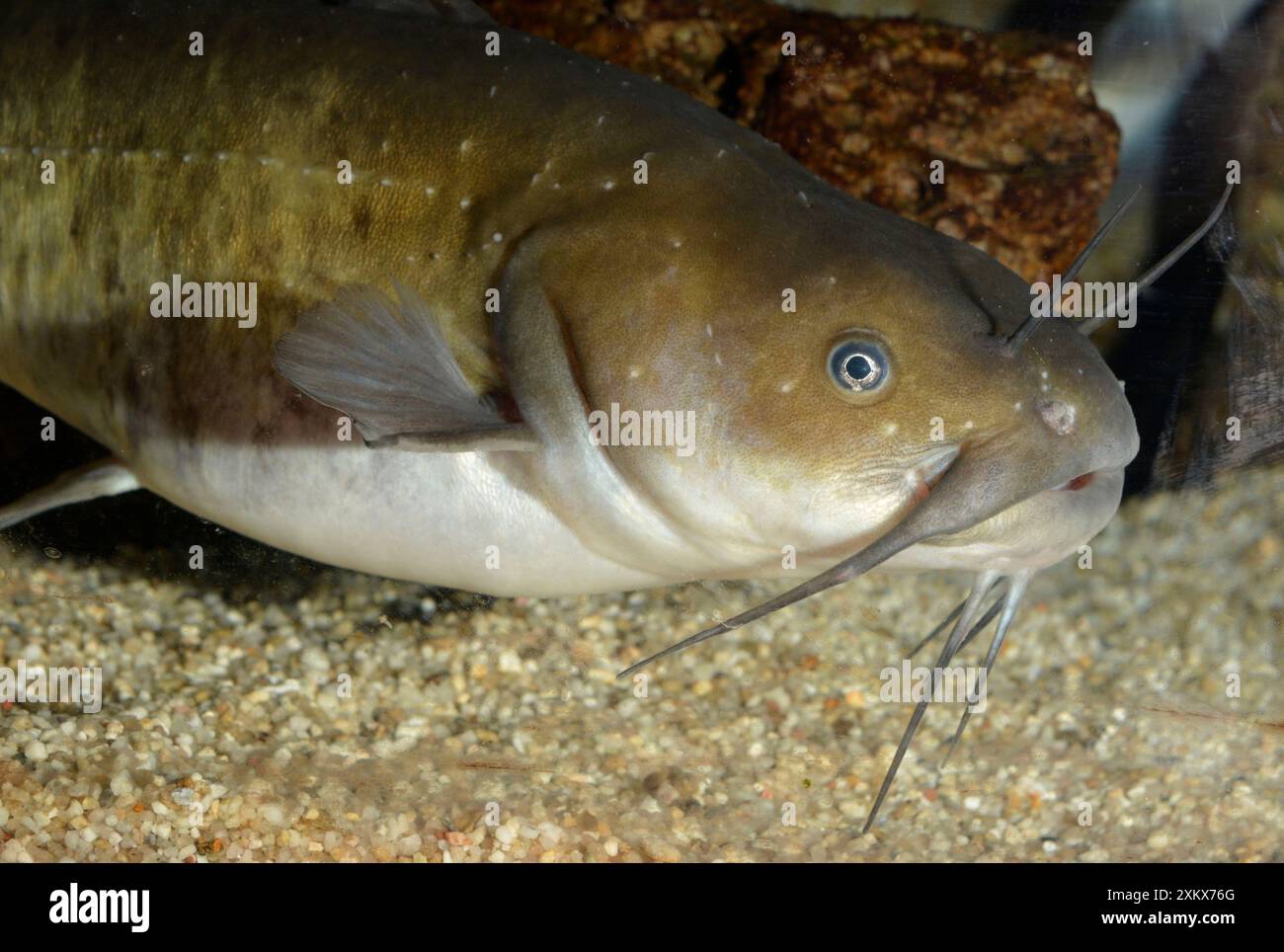 European wels catfish hi-res stock photography and images - Alamy