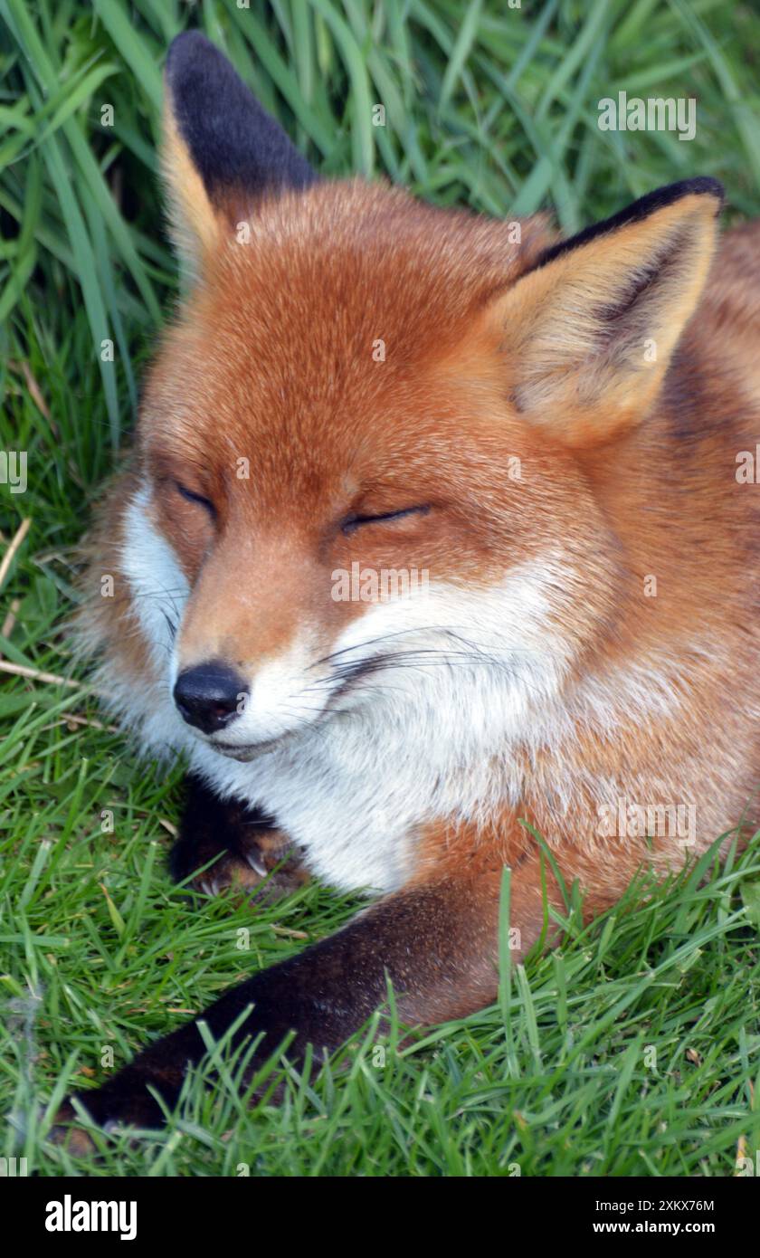 Fox sunshine hi-res stock photography and images - Alamy