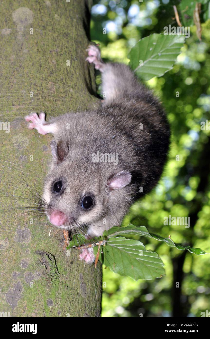 Edible dormouse climbing down a beech tree, Europe Stock Photo - Alamy