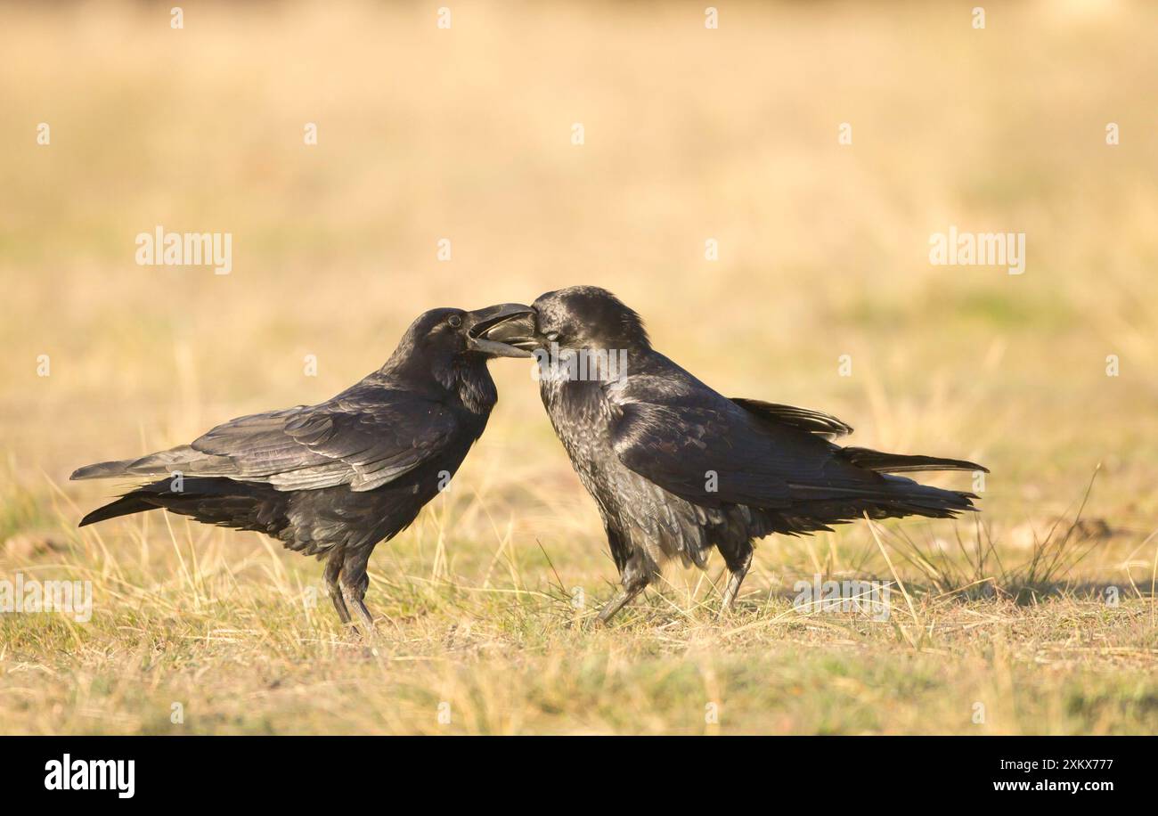 Two ravens together hi-res stock photography and images - Alamy