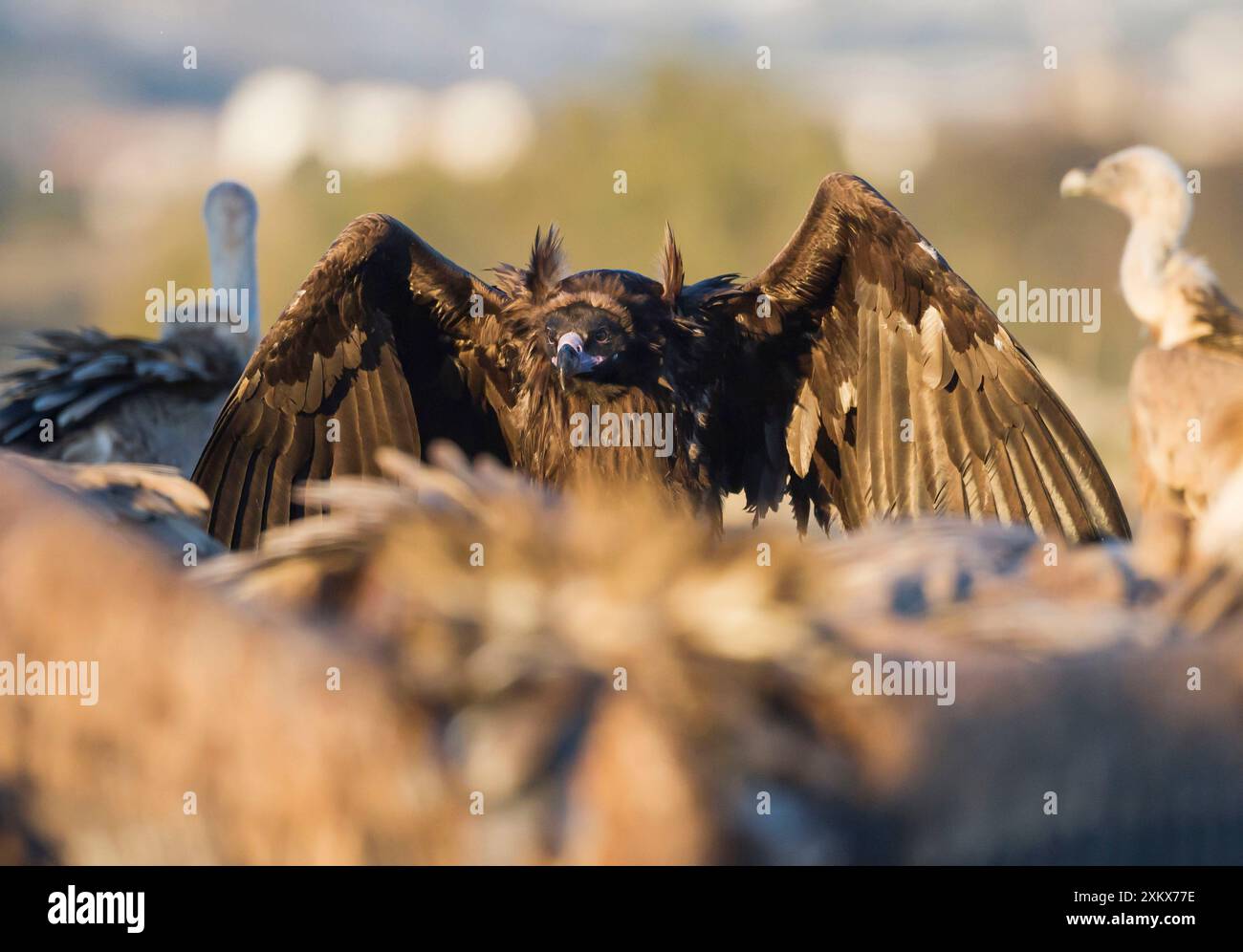 Cinereous vulture or black vulture hi-res stock photography and images ...