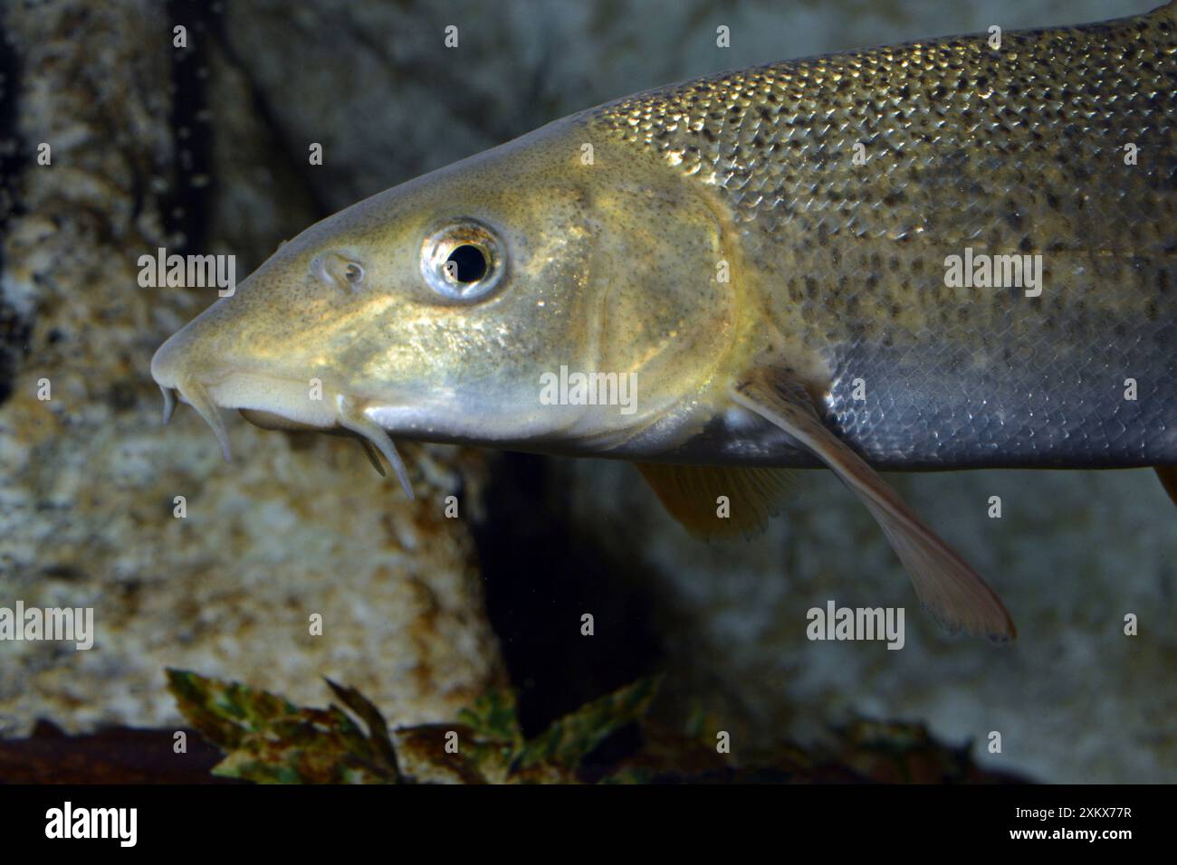 European barbel hi-res stock photography and images - Alamy