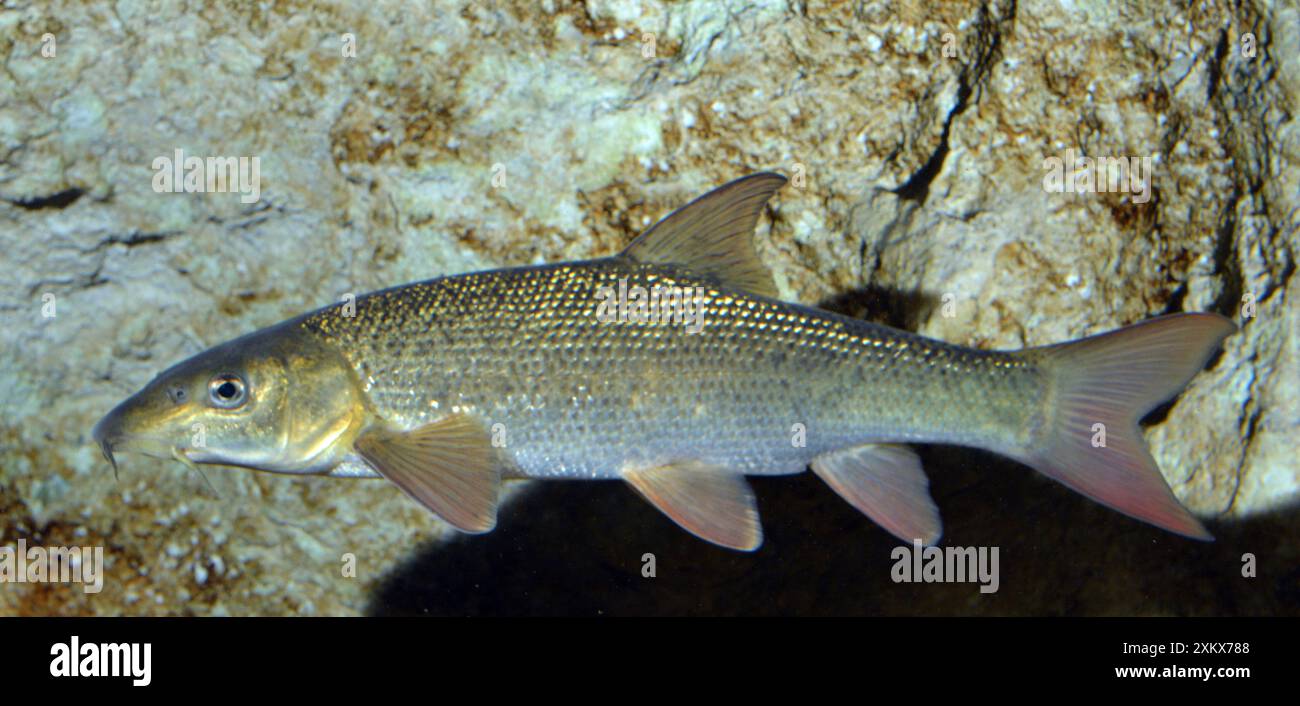 European barbel hi-res stock photography and images - Alamy