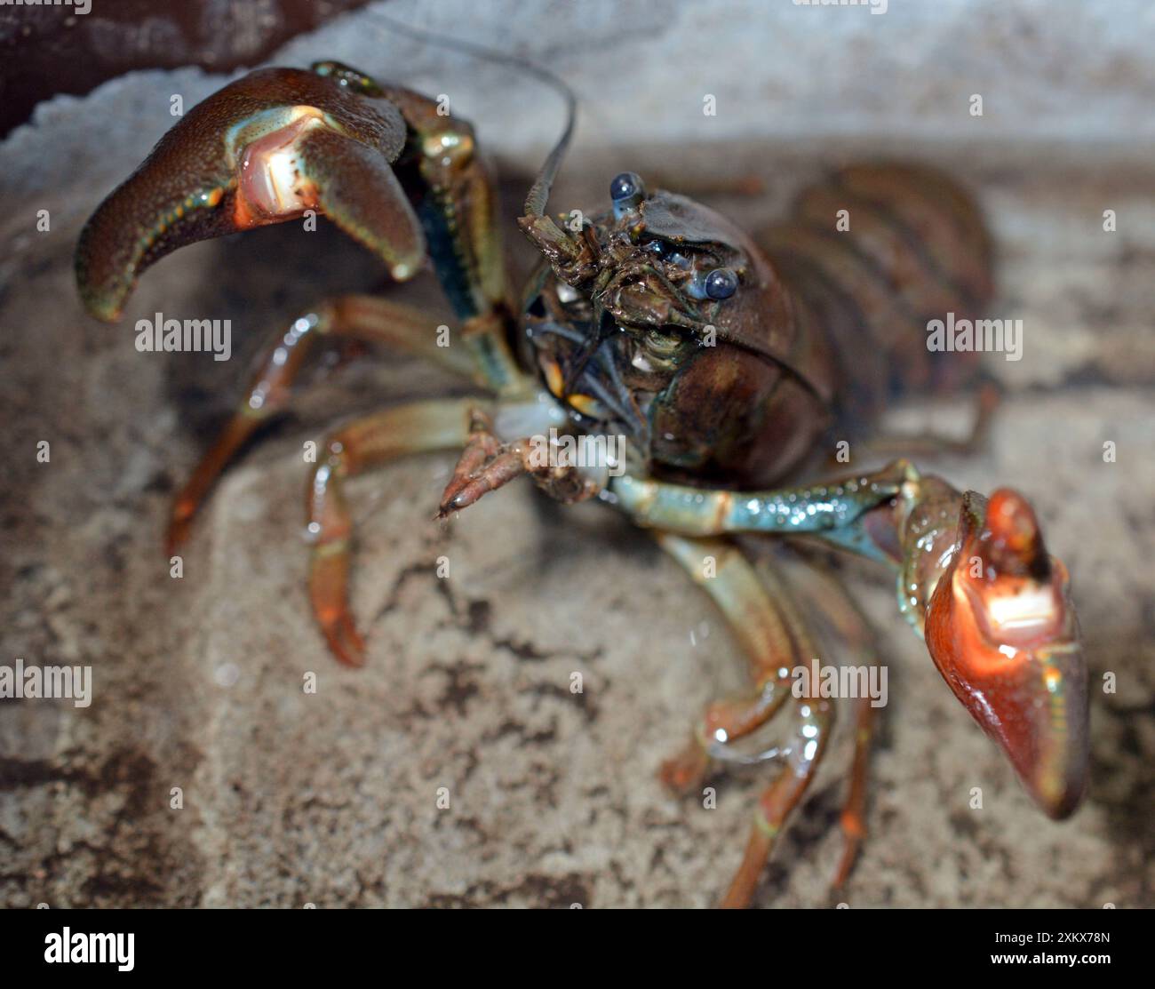 Invasive species signal crayfish hi-res stock photography and images ...