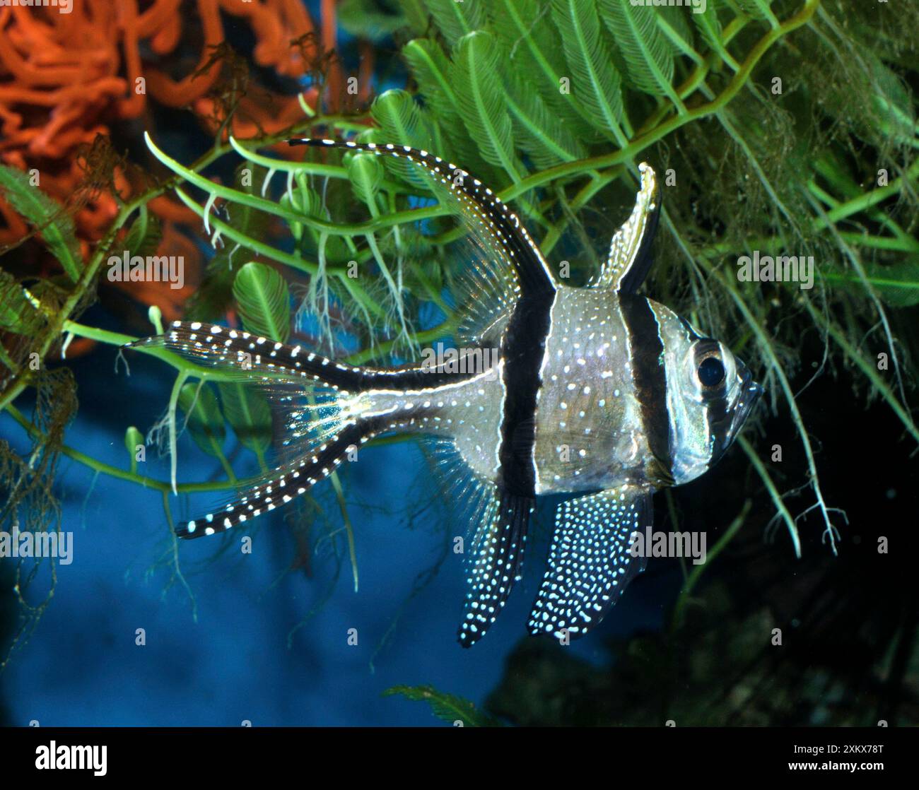 Banggai cardinalfish pterapogon kauderni black hi-res stock photography ...