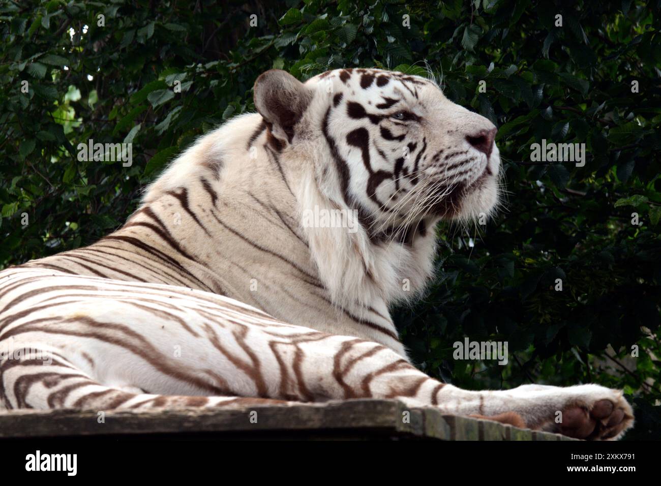 White Tiger uncommon genetic variety Stock Photo - Alamy