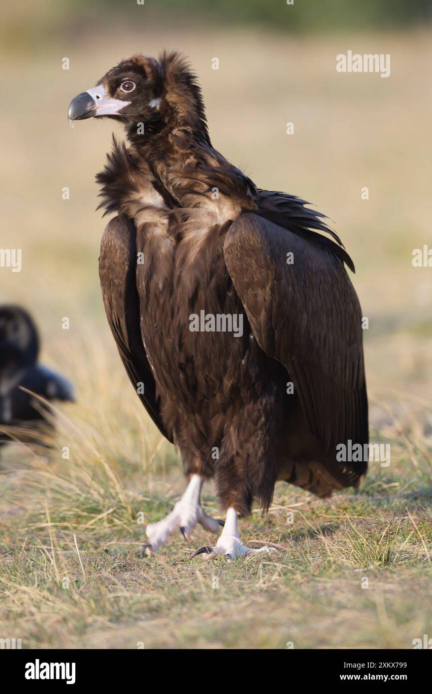 Single black vulture hi-res stock photography and images - Alamy
