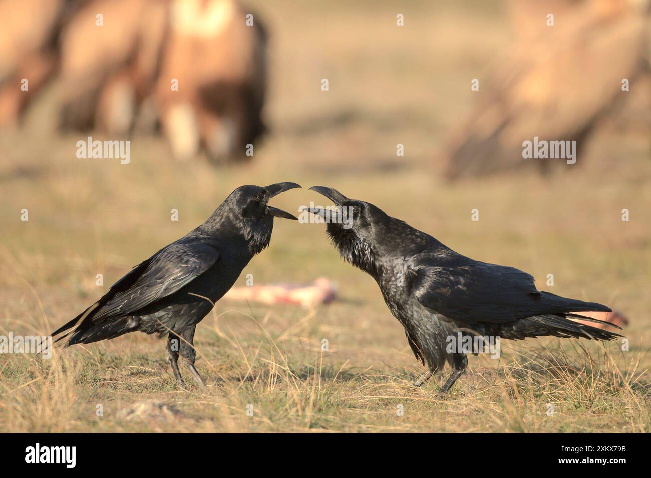 Two ravens together hi-res stock photography and images - Alamy