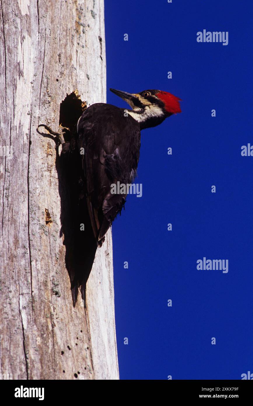 Wildlife woodpeckers hi-res stock photography and images - Alamy