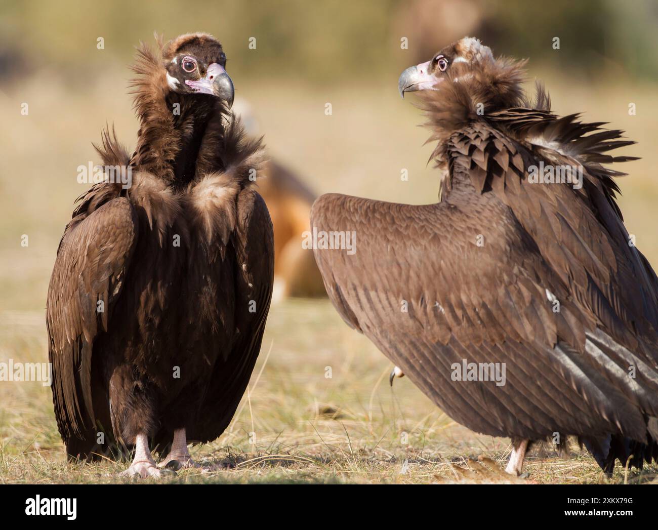 Two black vulture birds hi-res stock photography and images - Alamy