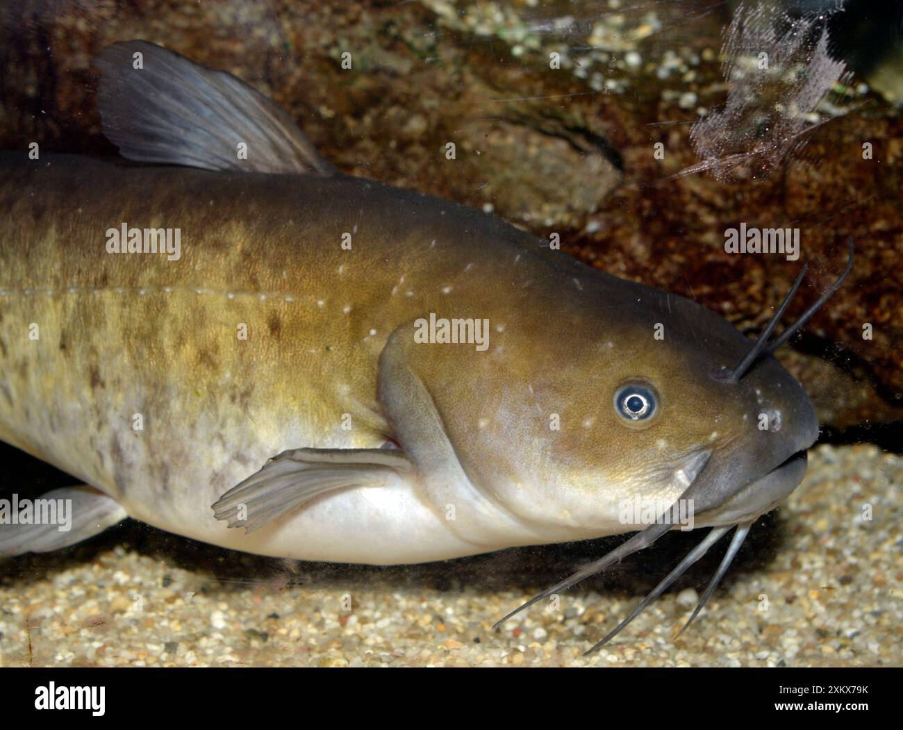 European wels catfish hi-res stock photography and images - Alamy
