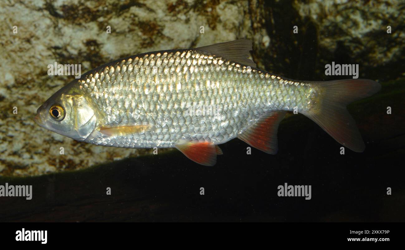 Roach fish swimming hi-res stock photography and images - Alamy