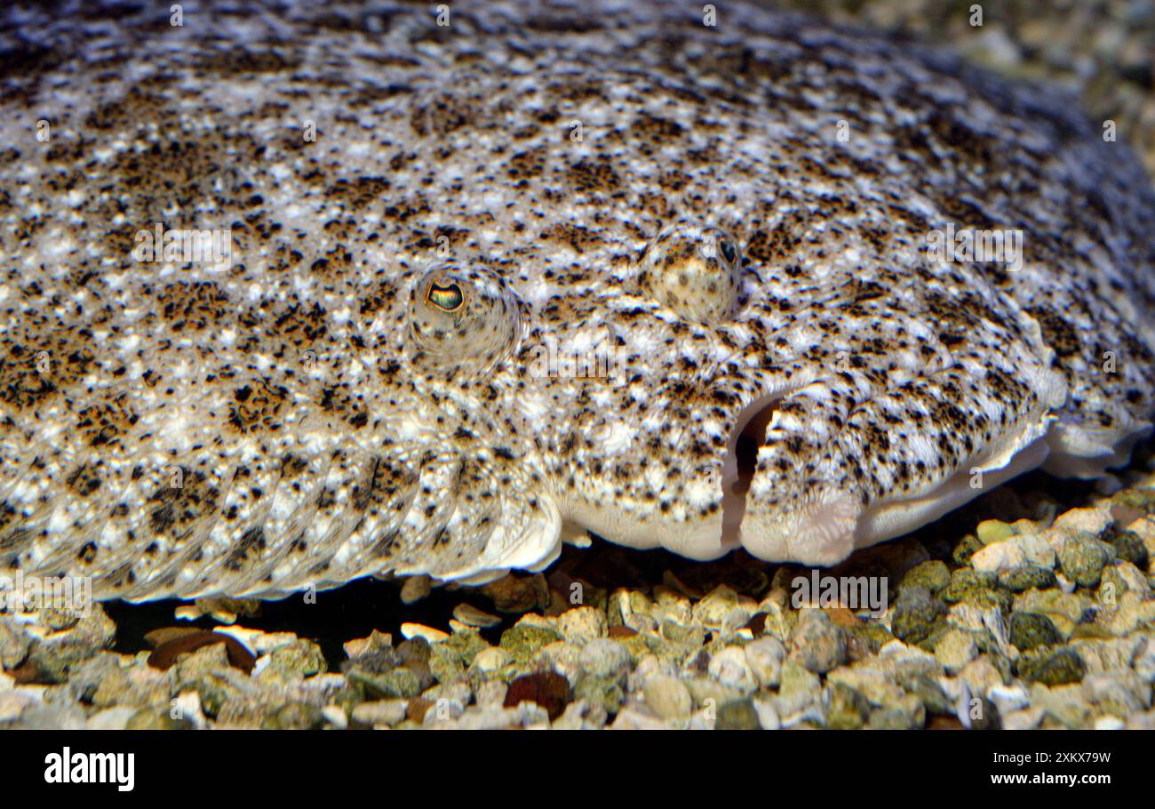 Turbot fish camouflage hi-res stock photography and images - Alamy