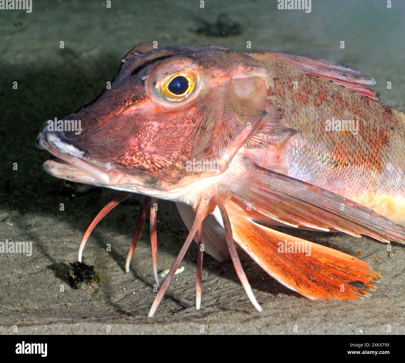 East Atlantic / Red Gurnard Stock Photo - Alamy