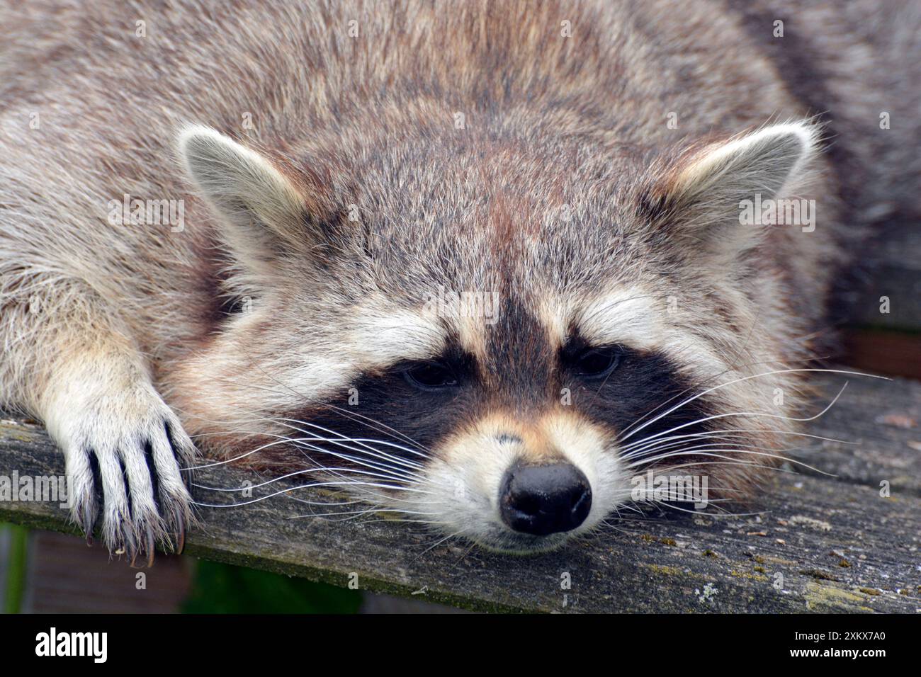 Sleepy raccoon hi-res stock photography and images - Alamy