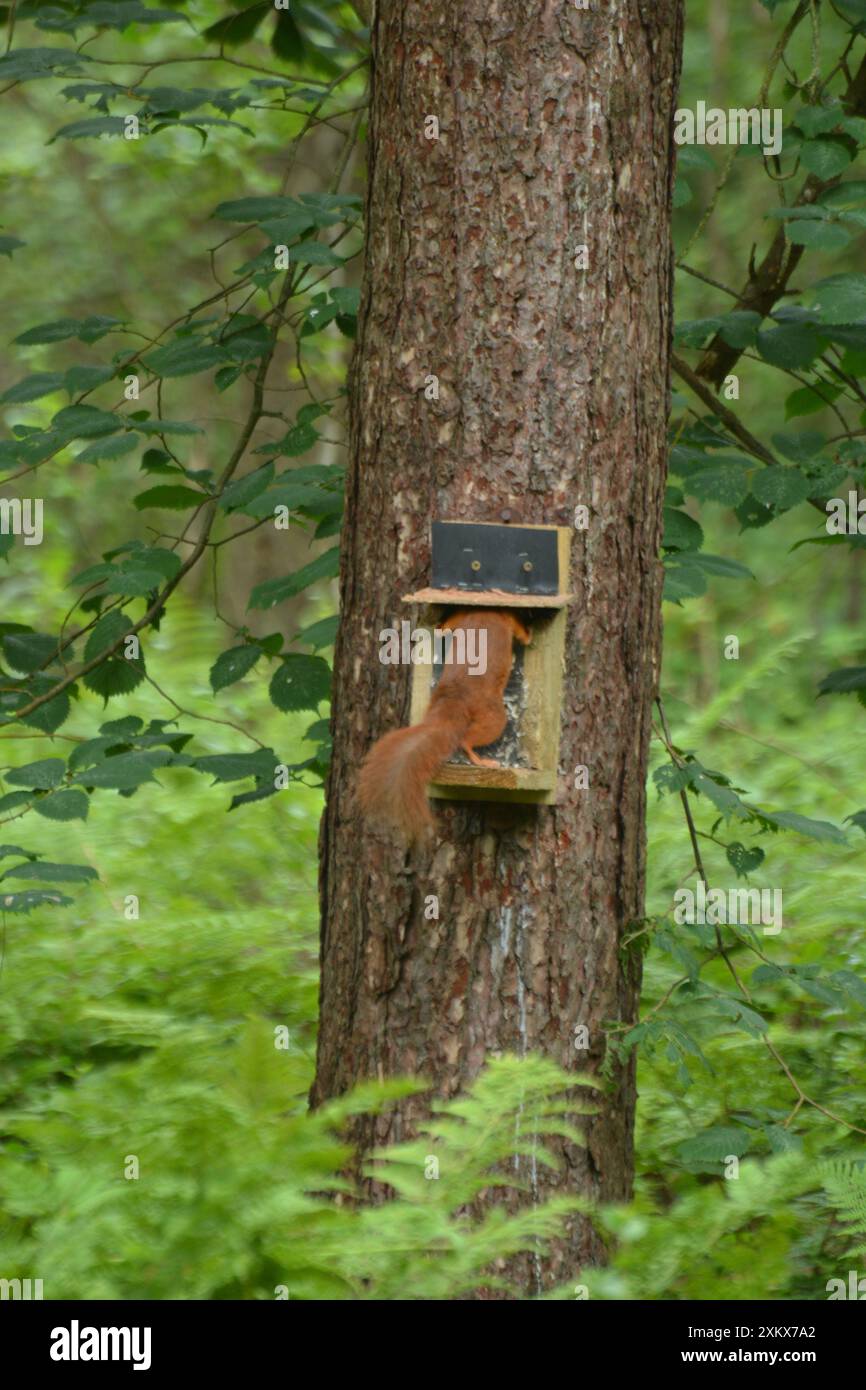 Red Squirrel at feeding station, Newborough Warren Stock Photo - Alamy