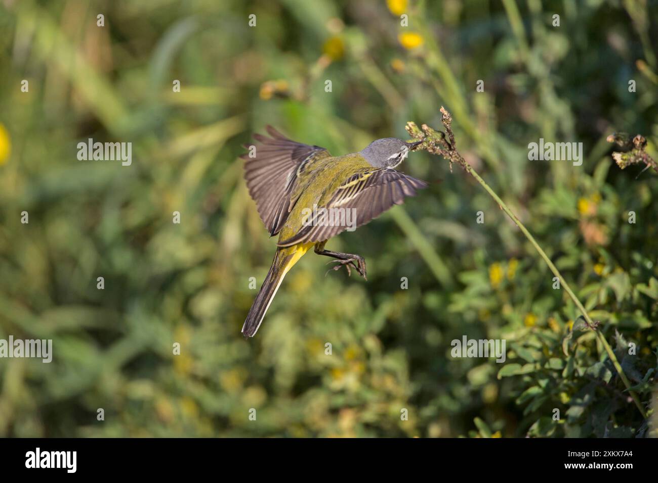 Yellow wagtail flying hi-res stock photography and images - Alamy