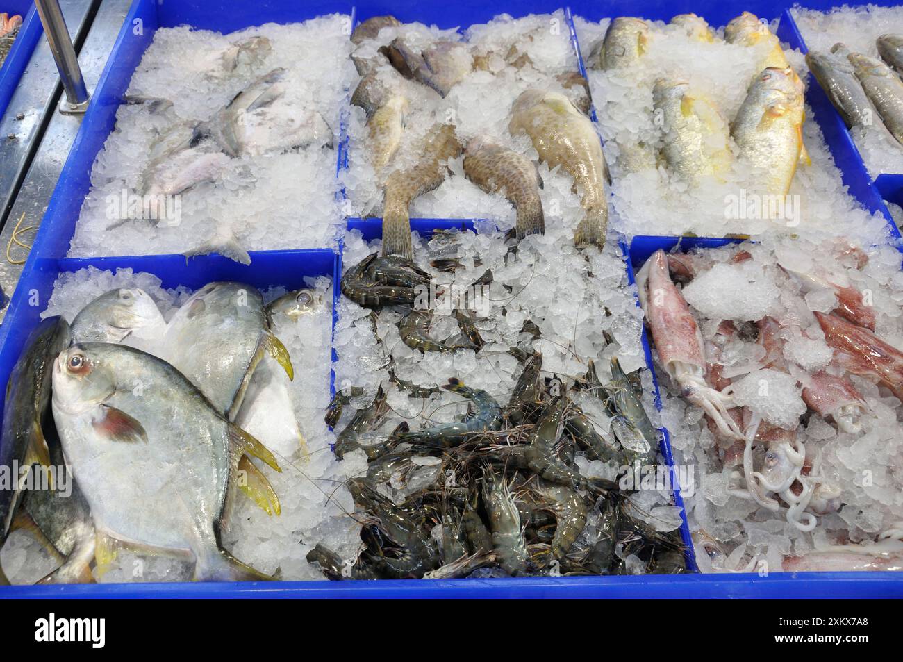 Wildlife marine hi-res stock photography and images - Alamy