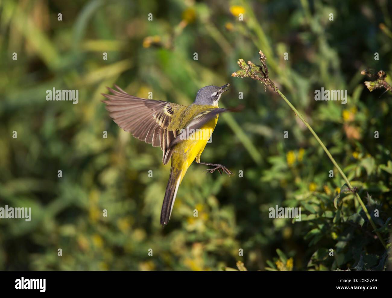 Yellow wagtail flying hi-res stock photography and images - Alamy