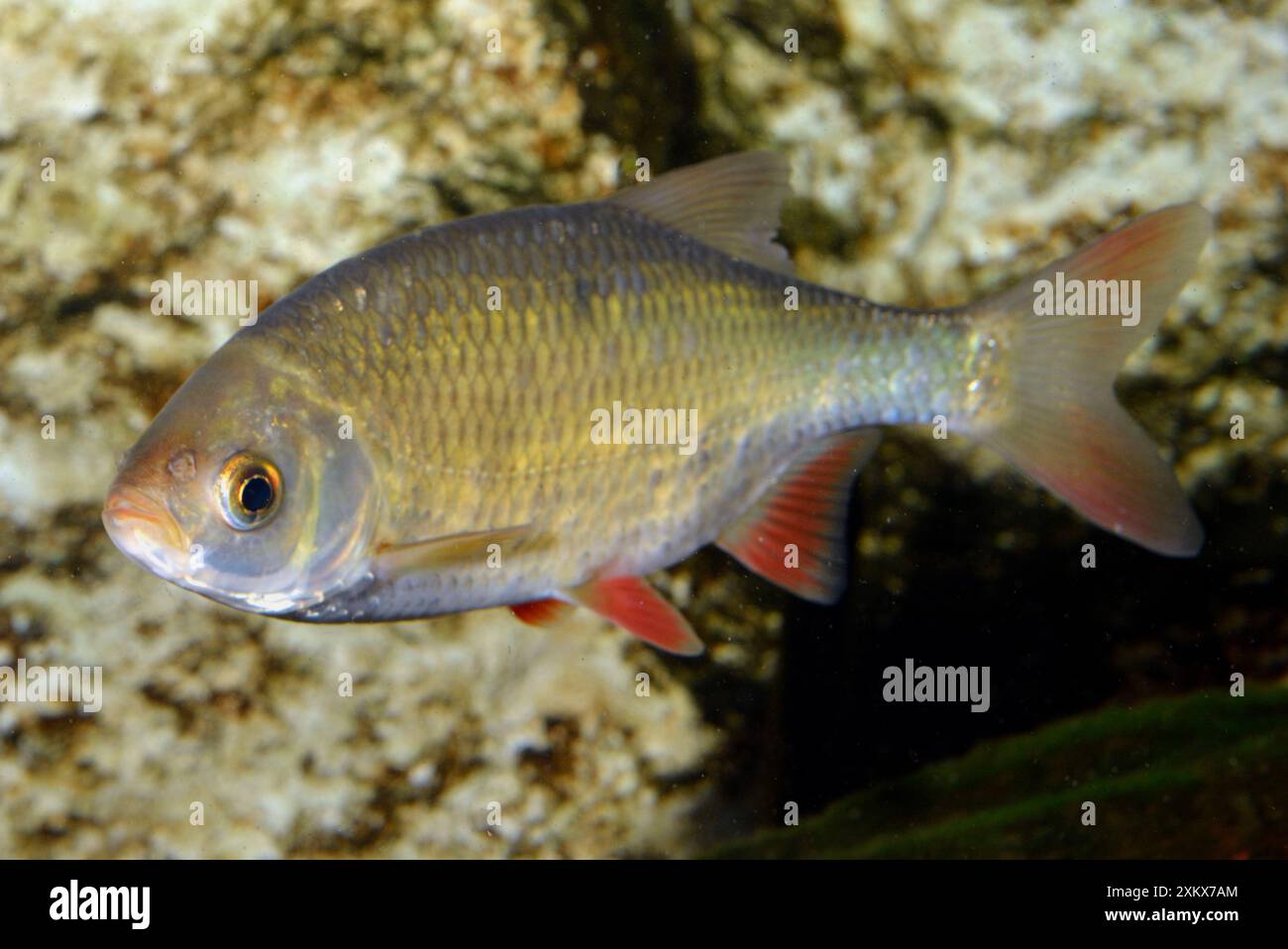 Freshwater fish european roach hi-res stock photography and images - Alamy