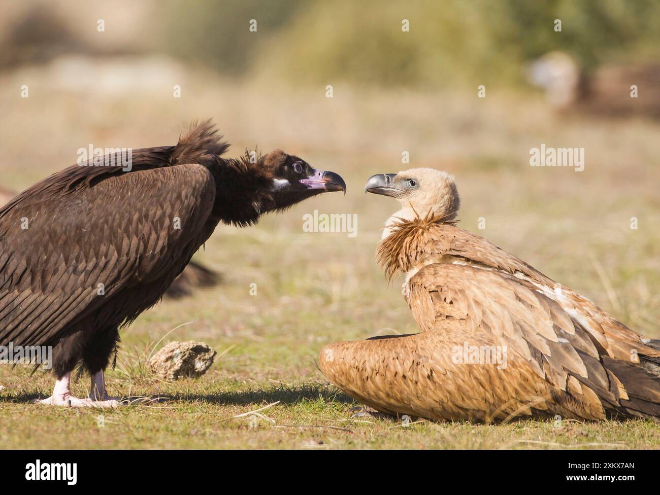 Two vulture species hi-res stock photography and images - Alamy