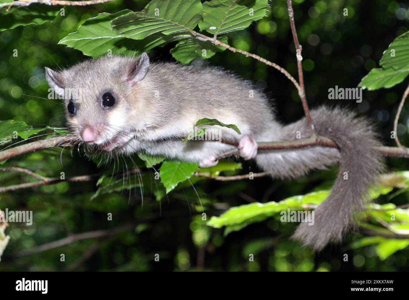 Edible dormouse climbing warily in beech tree, Europe Stock Photo - Alamy