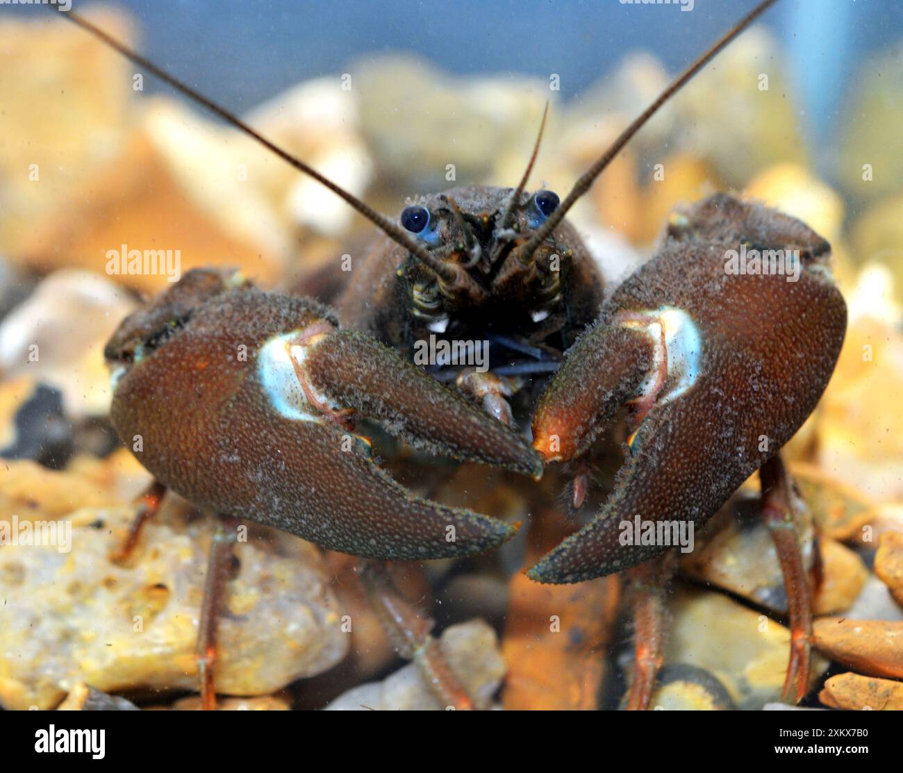 Invasive species signal crayfish hi-res stock photography and images ...